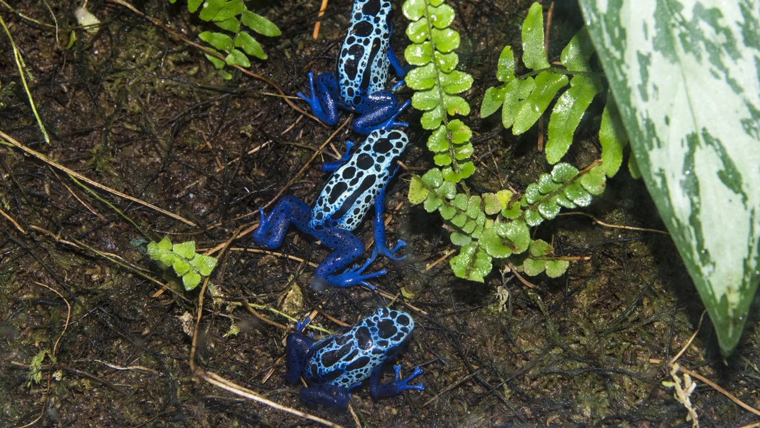 8 remarkable frogs with unique adaptations and colors