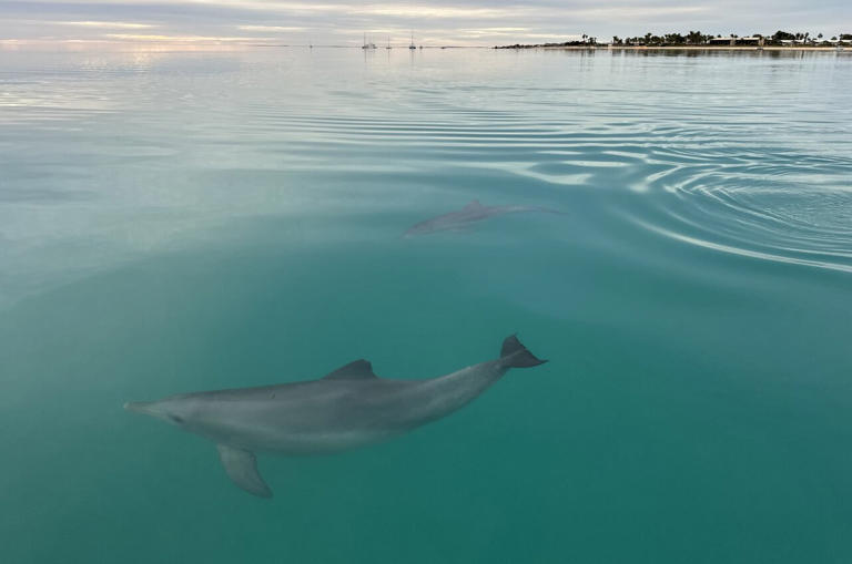 Dolphins know how to avoid troublesome males by listening for their 'names'