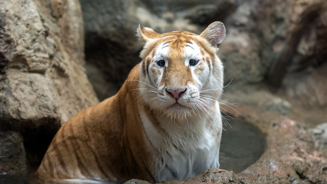 11 animals with extraordinary color variations