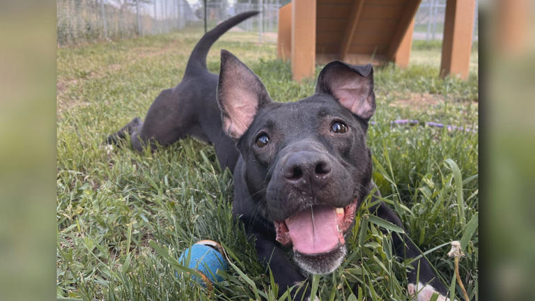 Pet of the week: Fun-loving Harley is searching for a fur-ever home!