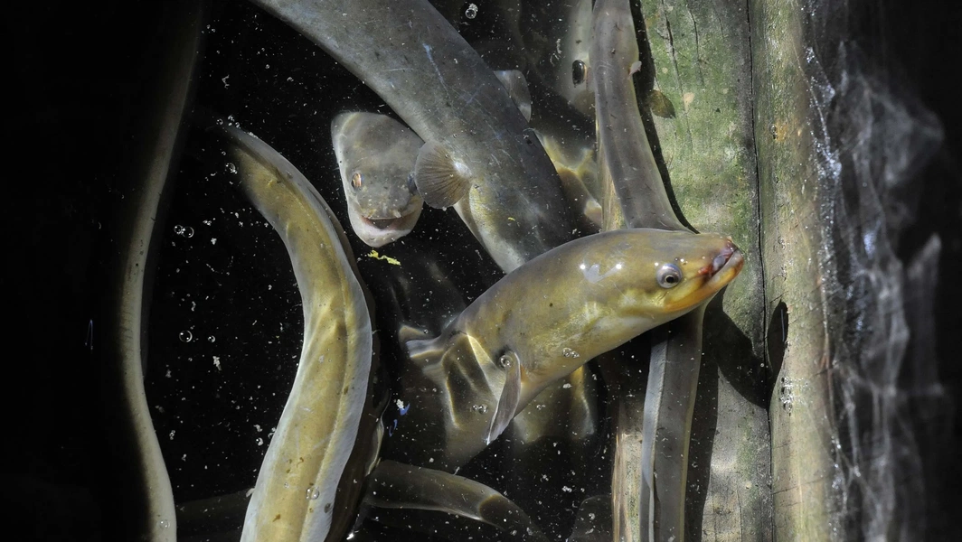 8 fascinating facts about American eels