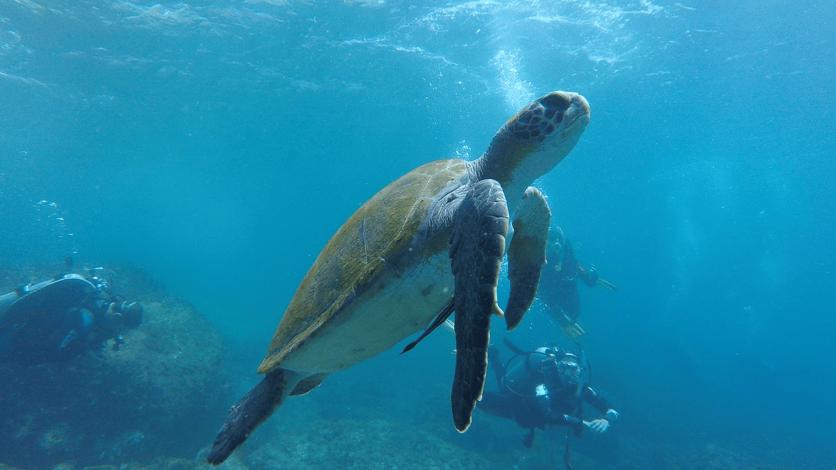 World Sea Turtle Day: The secret of sea turtles' survival since the age ...