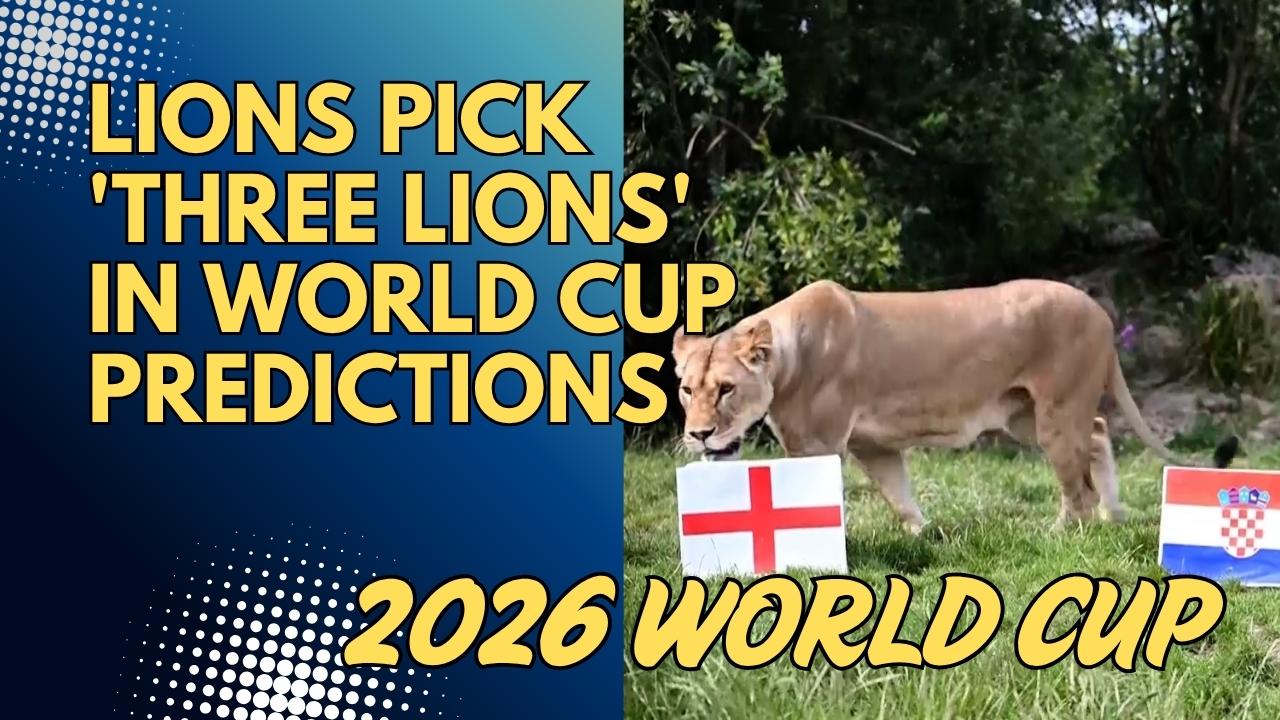 UK sanctuary lions predict England’s fate in World Cup group stage