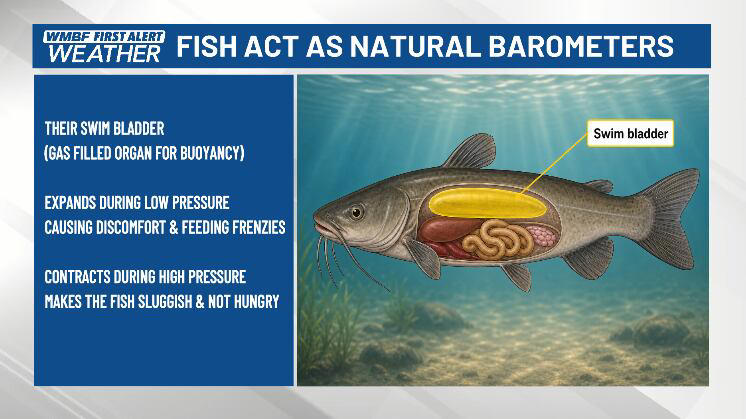 Fishing forecast: How wind, water temp & air pressure change the bite