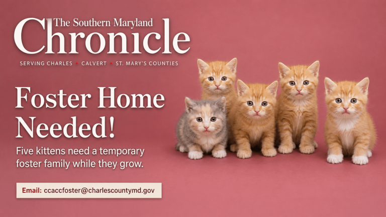 Five young kittens need temporary foster families in Charles County