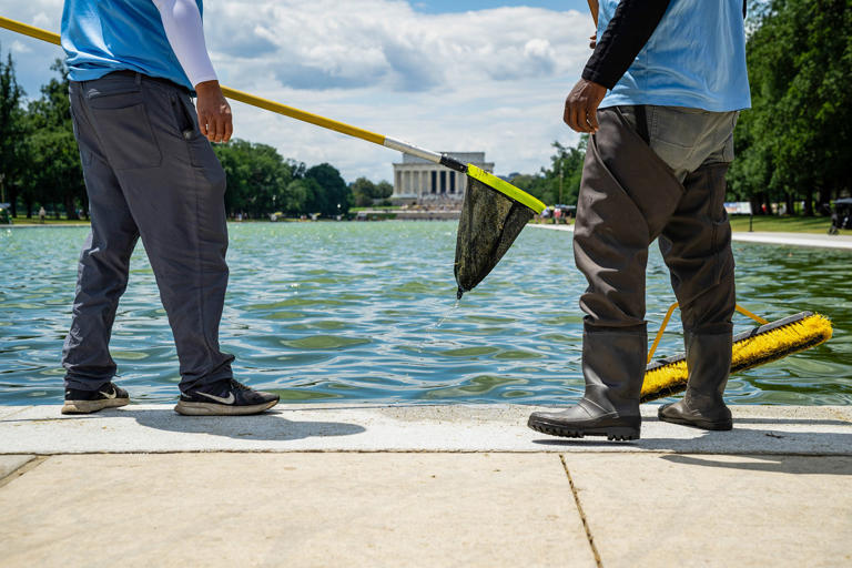 Trump wanted the Reflecting Pool to be 'American flag blue.' Algae is ...
