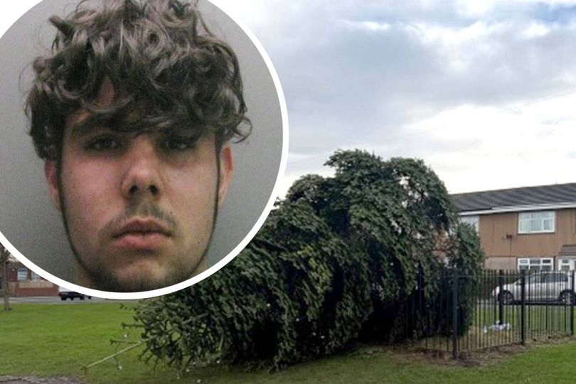 Man who cut down North East village Christmas tree avoids jail