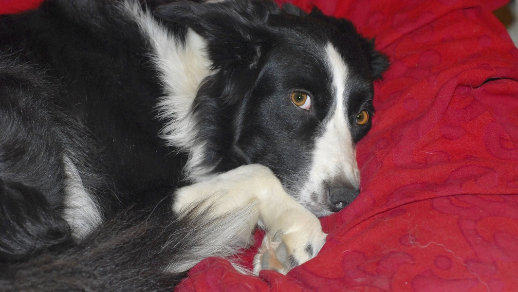 5 dog breeds prone to separation anxiety