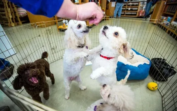 Viral poodle 'Cookie' spotlights small-dog care needs