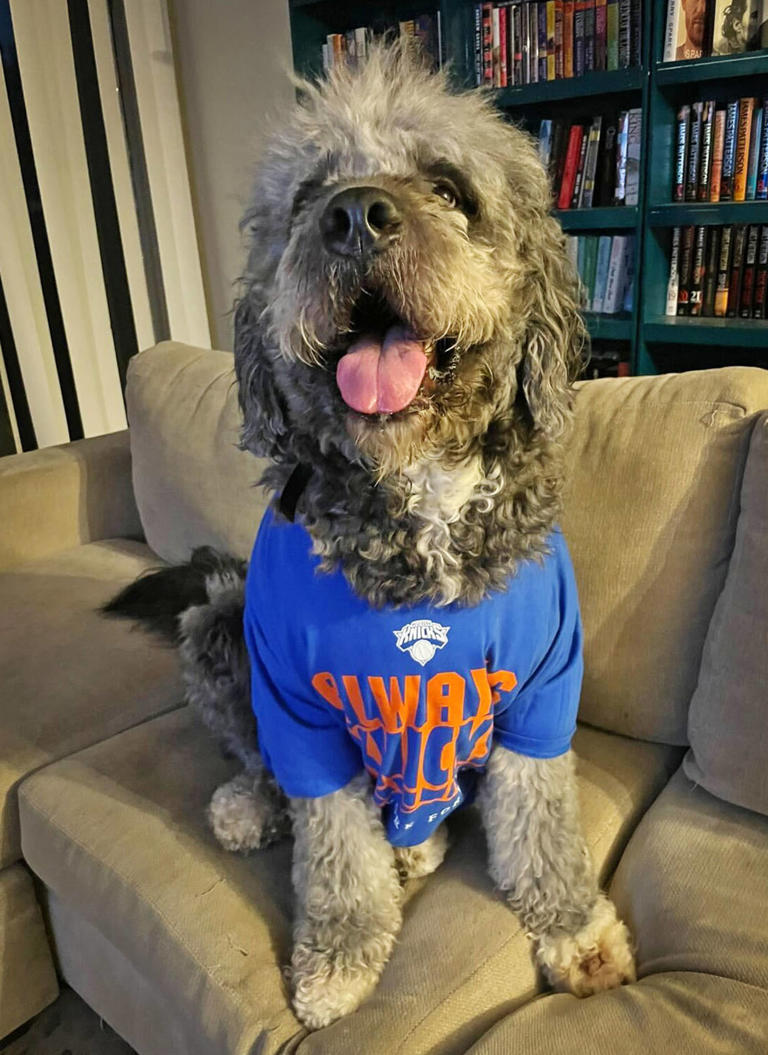 LAPD kills dog in Knicks shirt while responding to call on woman ...