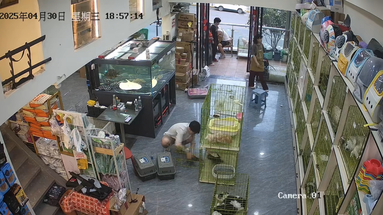 Man vs. kittens: Hilarious cage escape in Chongqing pet shop