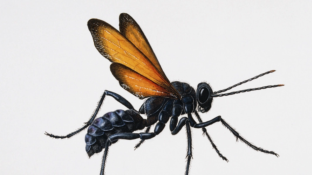 16 of nature's most painful bites and stings