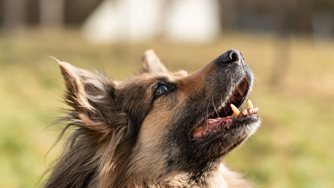 Understanding why dogs sigh