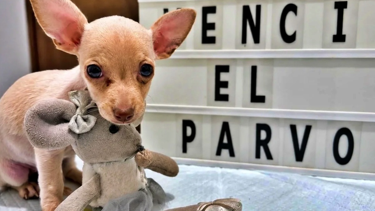 Koda sobrevivió a una de las enfermedades más mortales en perros: aquí ...