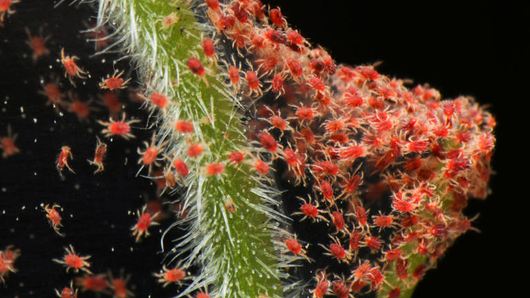 Did you know? Those tiny red mites on your windows can clone themselves