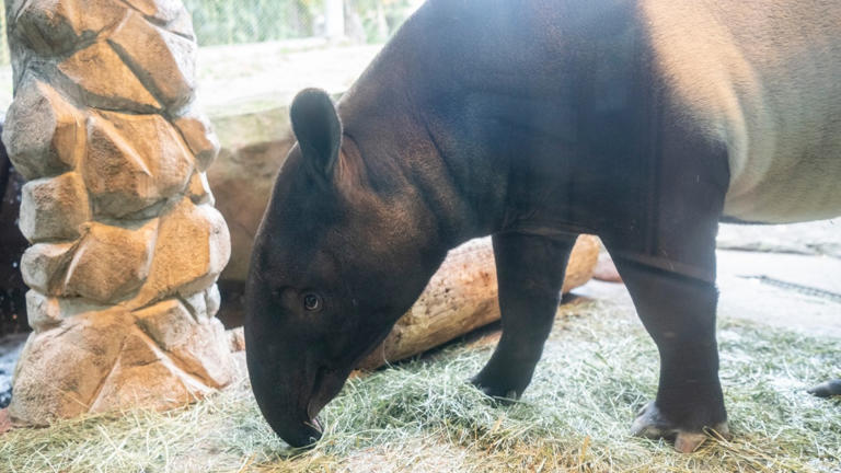 El joven tapir del zoológico Point Defiance se muda a un nuevo hogar
