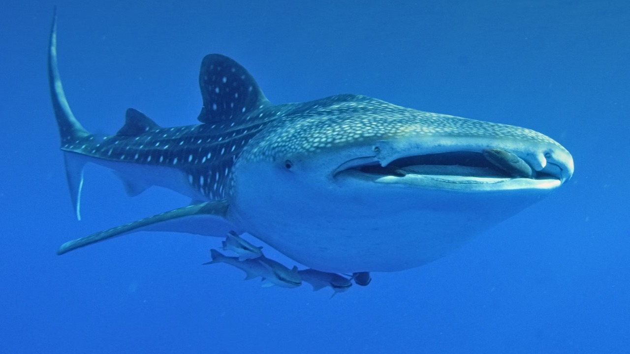 A decade of satellite tags revealed a whale shark hotspot, and ...
