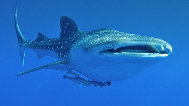 A decade of satellite tags revealed a whale shark hotspot, and ...
