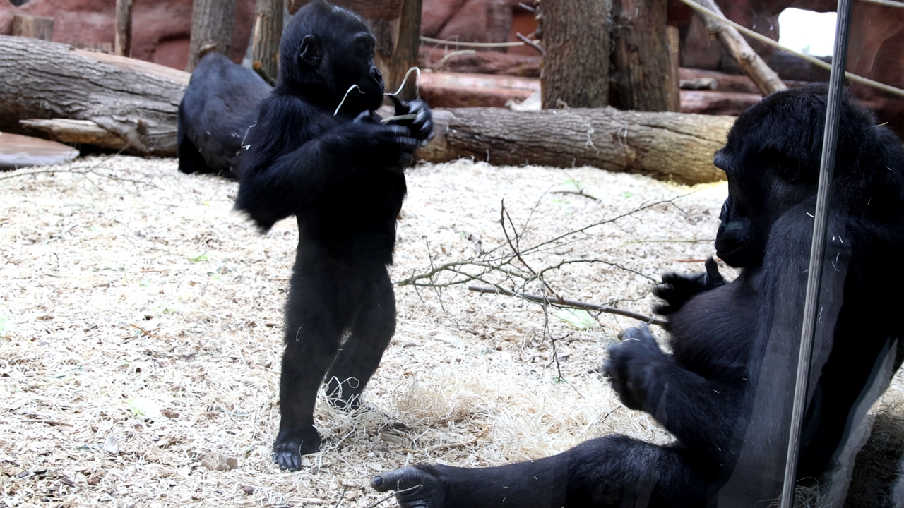 Baby gorilla’s chest-drumming playtime in Prague