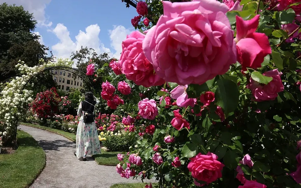 Experts share June rose care tips to extend summer blooms