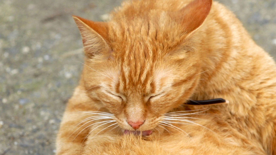 Genetics, myths, and traits of orange cats