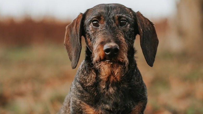 Our hearts can't handle this adorable dachshund waving with his little legs