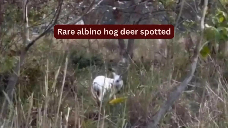 Rare albino hog deer spotted in Kaziranga, Assam: Why this ...