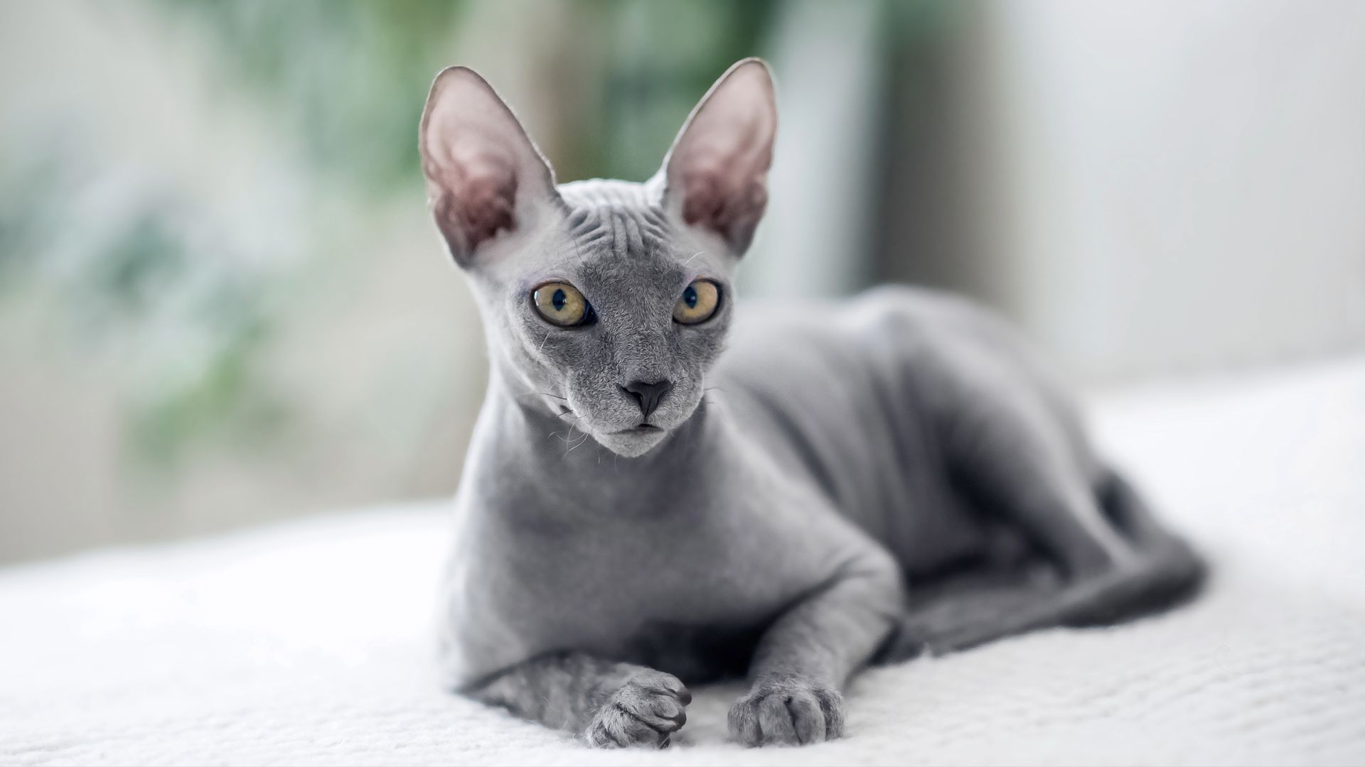 Things you need to know about Sphynx cats
