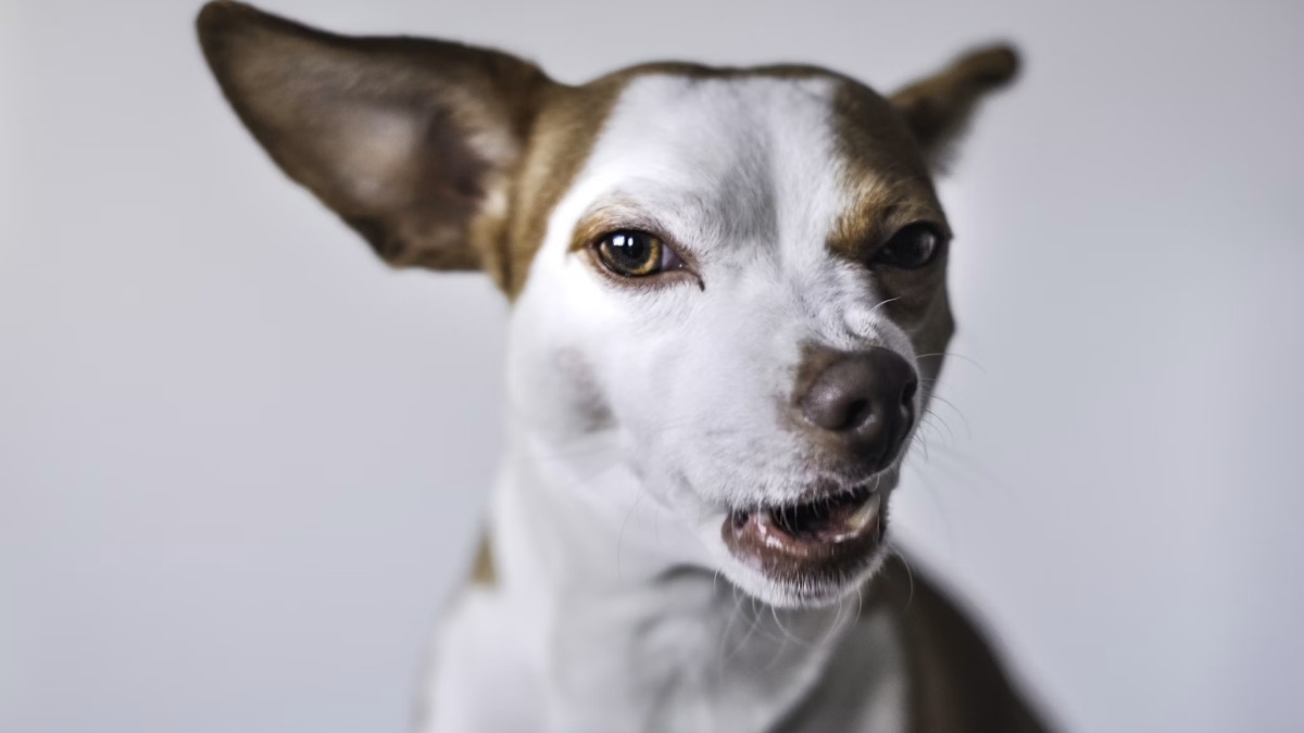5 reasons why your dog might become aggressive towards you (even if he ...