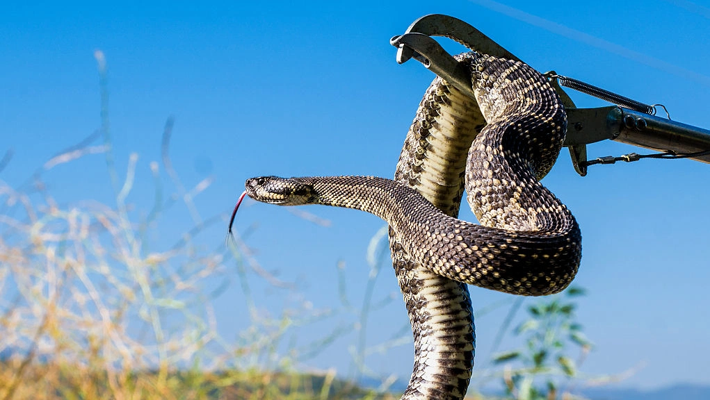 10 snake species of the US West Coast