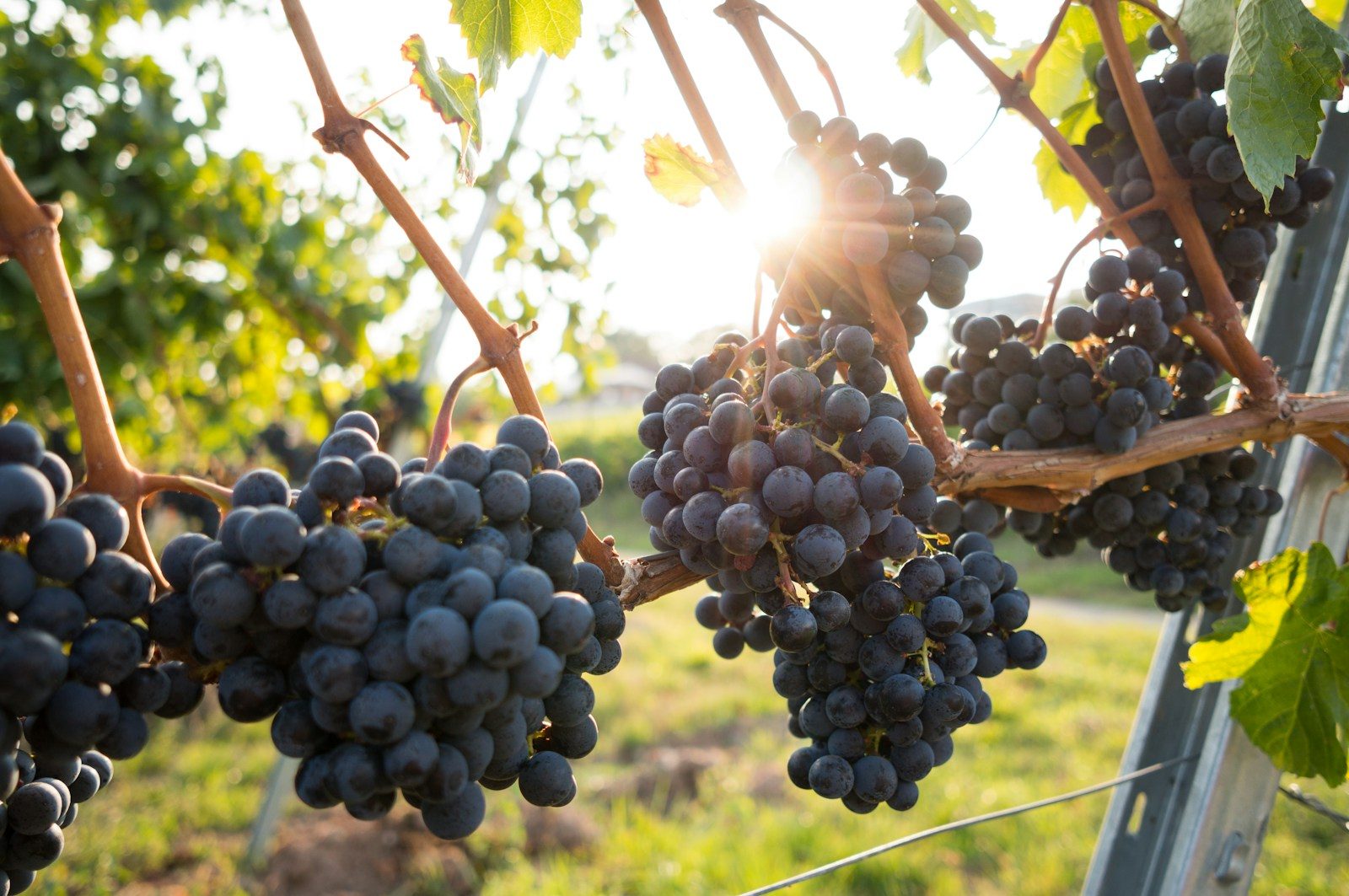 Grape washing hack that actually works and the simple kitchen tricks ...