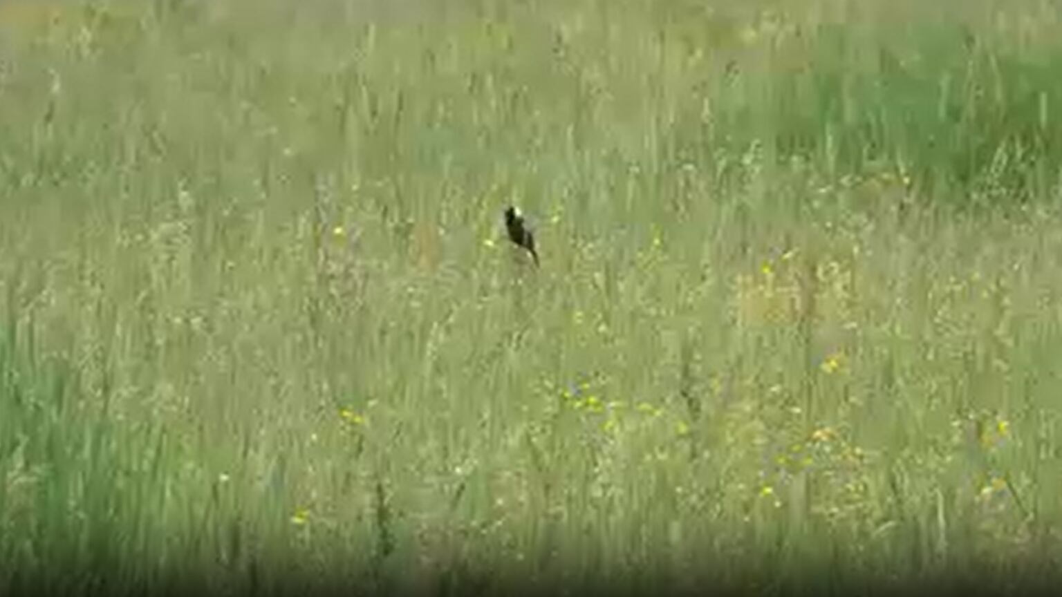 Wildlife area protecting birds as open fields disappear