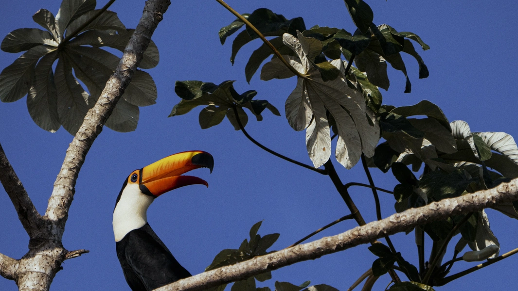 10 birds with strikingly colorful plumage
