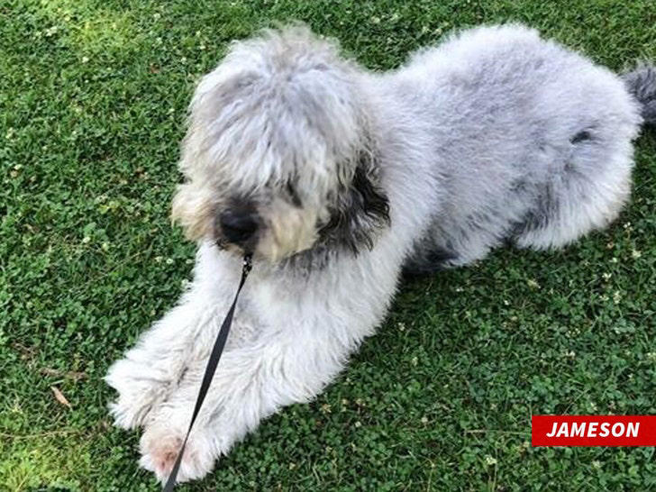 LAPD hasn't apologized for fatally shooting Knicks fan's dog, family claims