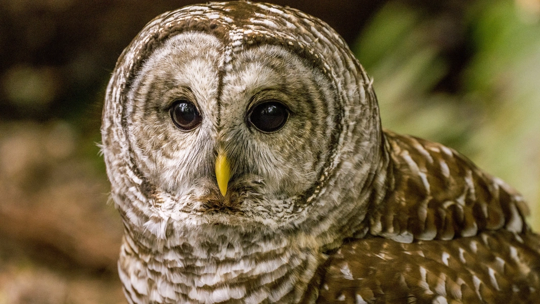 Barred owl expansion and controversial removal efforts