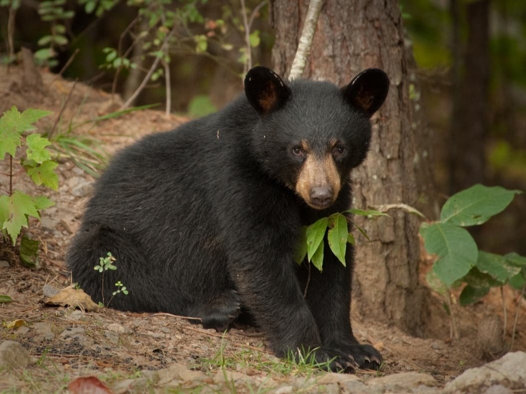 Bear cub spotted in Nutley: 'Not aggressive, just wandering'