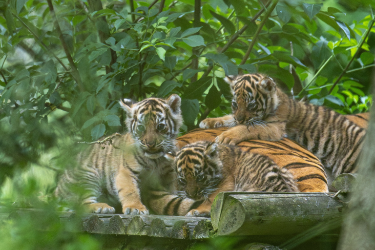 Birth of endangered tiger cubs huge win for conservation