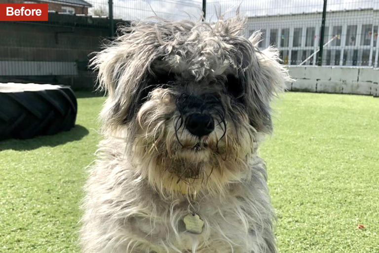 Animal lovers in awe of rescue dog’s unrecognizable glow-up — revealing ...
