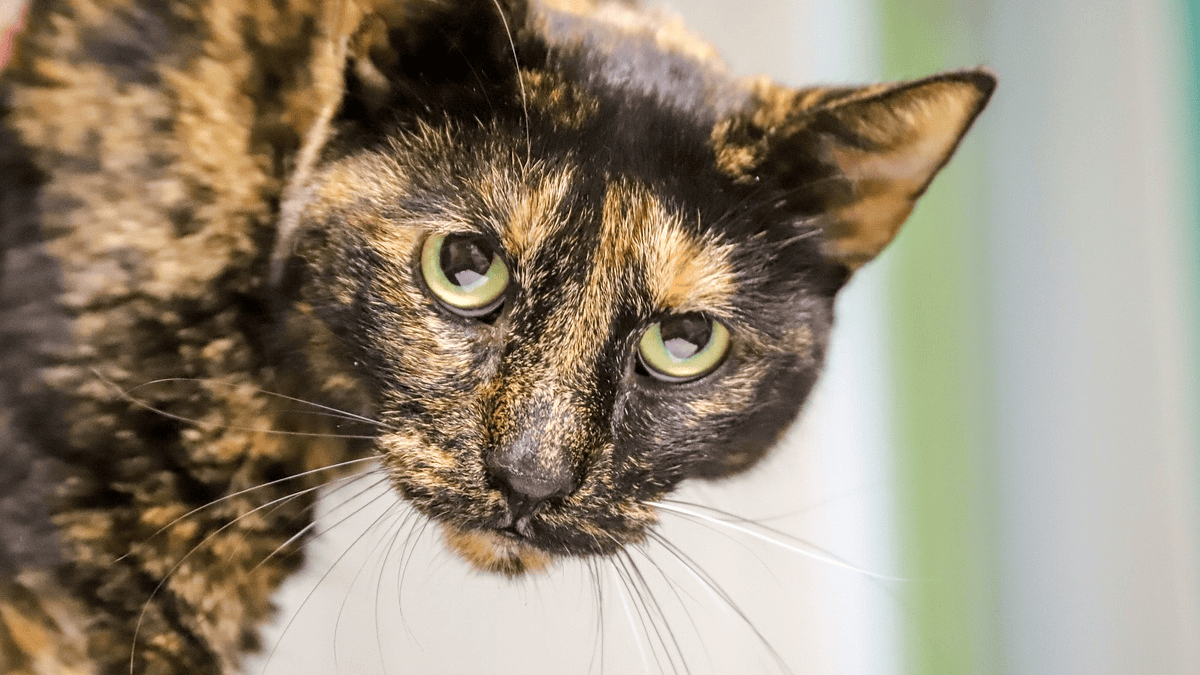 Is your cat watching you? These 10 signs show a very special bond