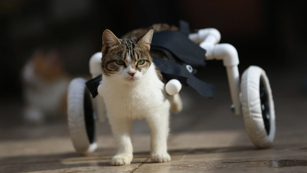 9 inspiring rescues of disabled and special needs pets