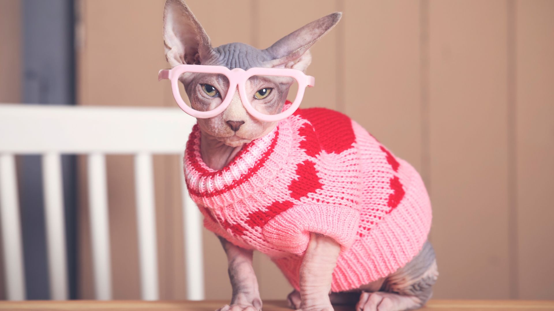 Things you need to know about Sphynx cats