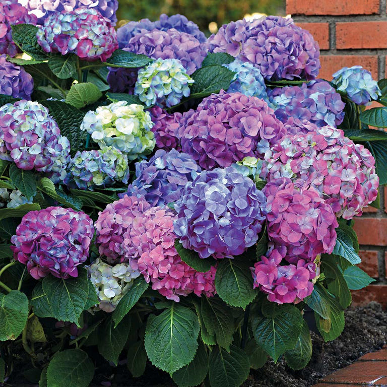 How to make hydrangeas bloom pink, purple, and blue all at once – for a ...