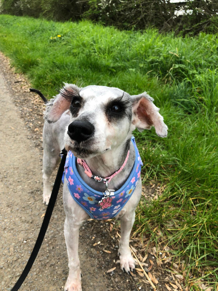Animal lovers in awe of rescue dog’s unrecognizable glow-up — revealing ...