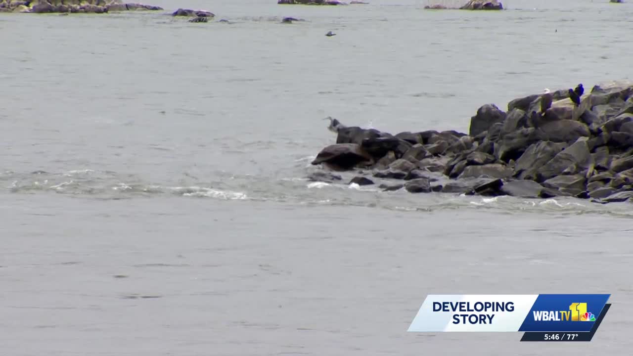 Dead black vultures found near dam test positive for avian flu