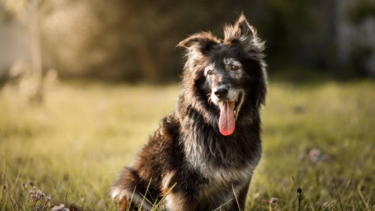 If you want a low-stress dog, these 13 breeds are worth considering
