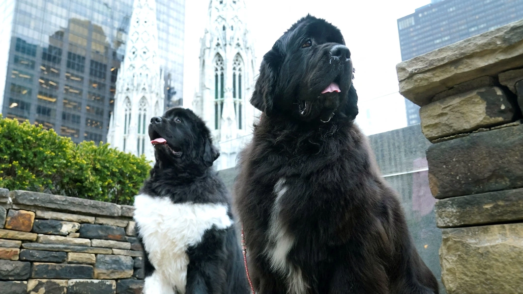 15 gentle and loyal dog breeds for families
