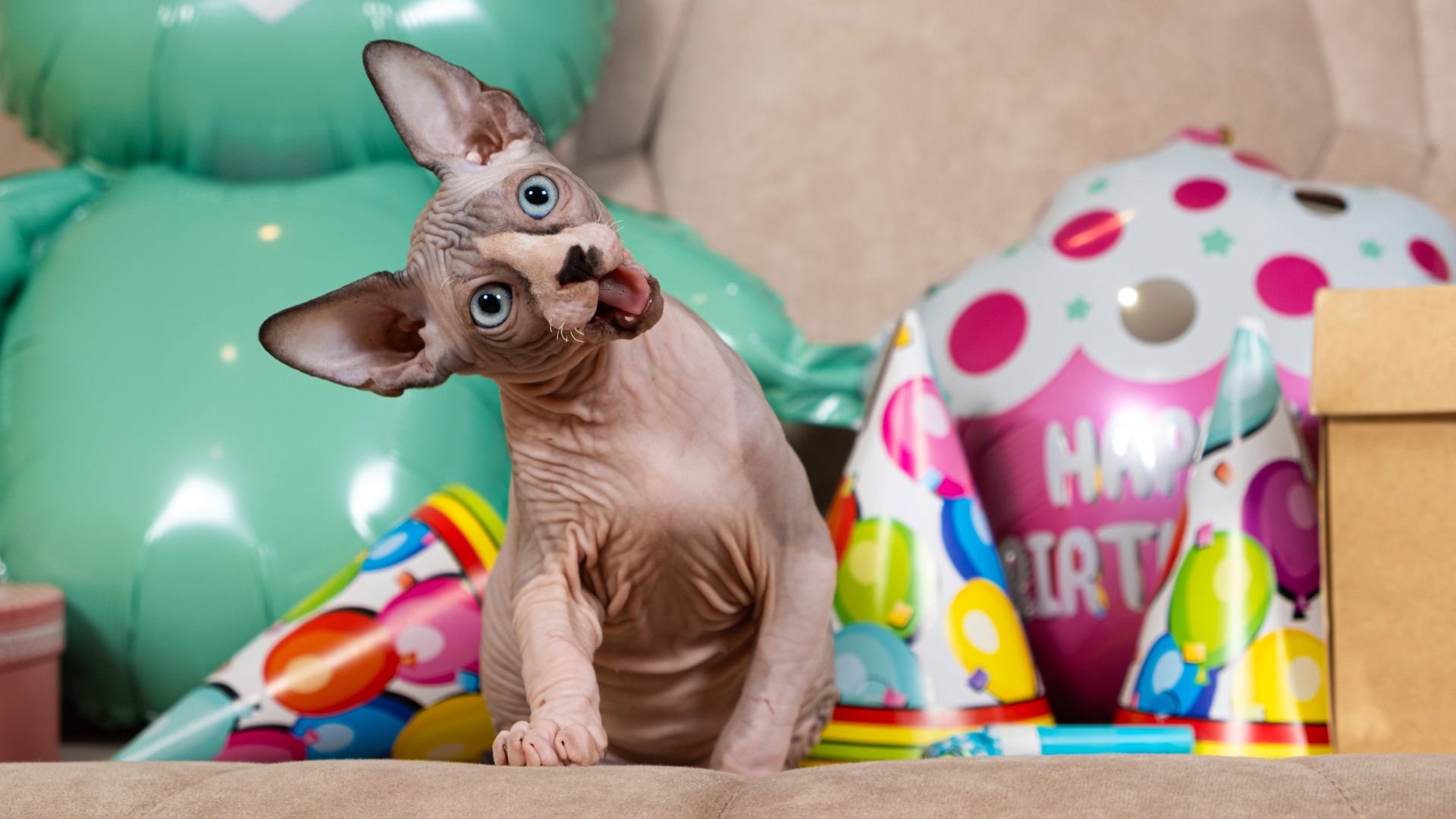 Things you need to know about Sphynx cats