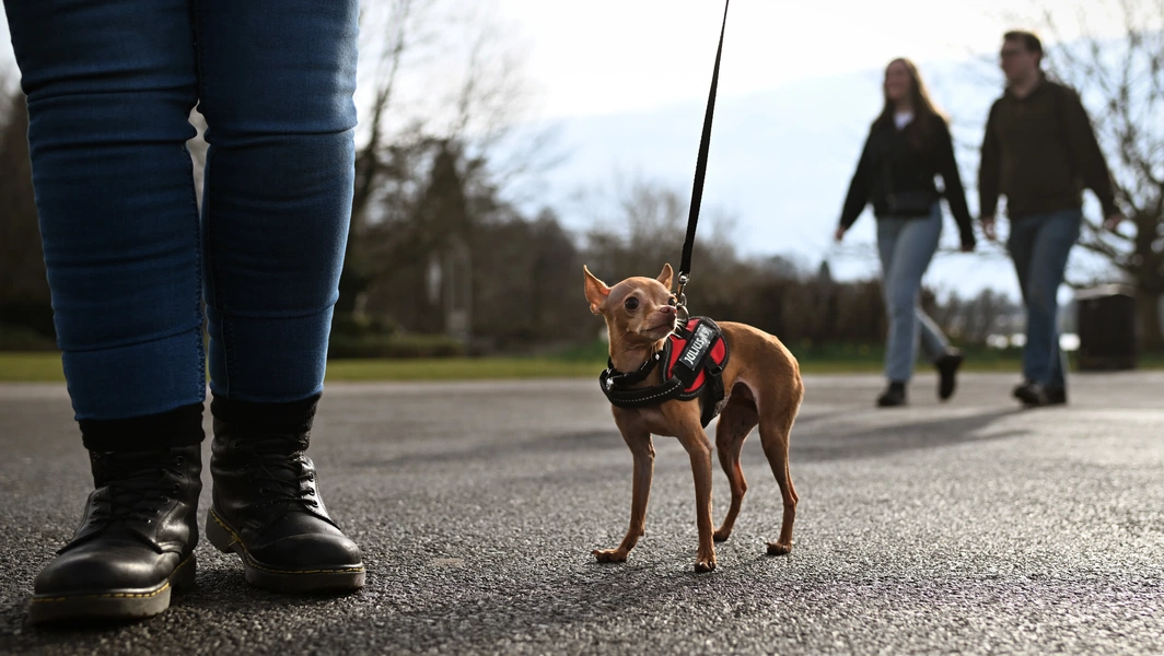 Tiny dog breeds that steal your heart