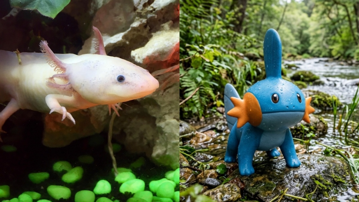These 9 animals look like Pokémon, but they actually exist in real life