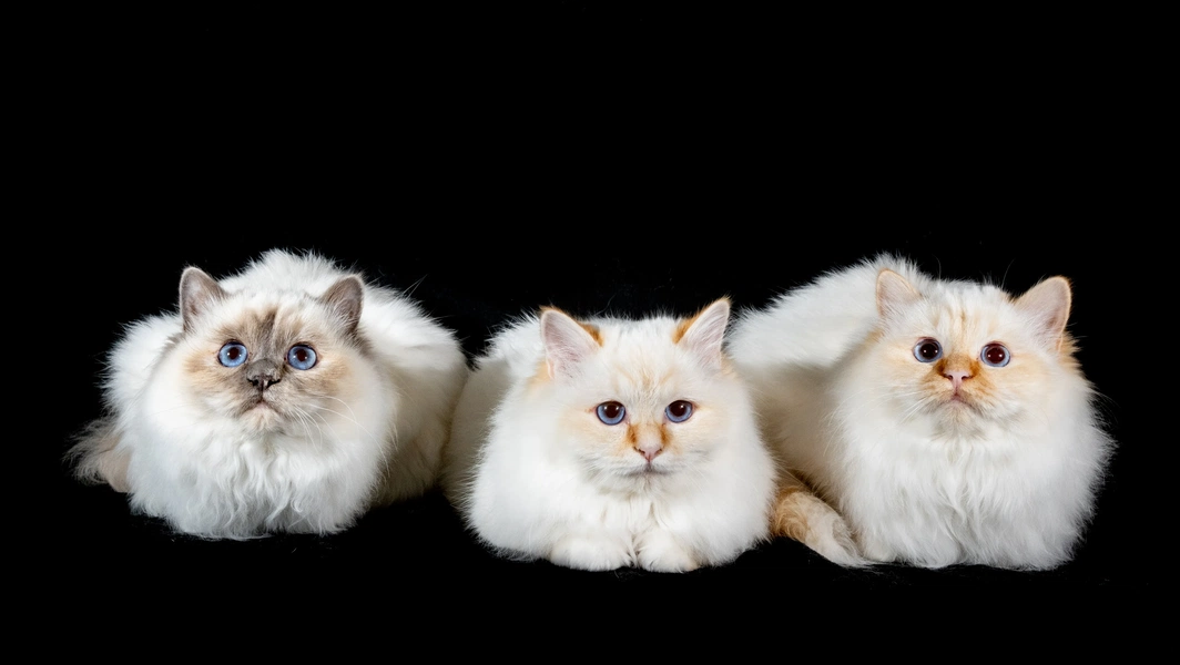 Genetics and environment shape kitten coat diversity